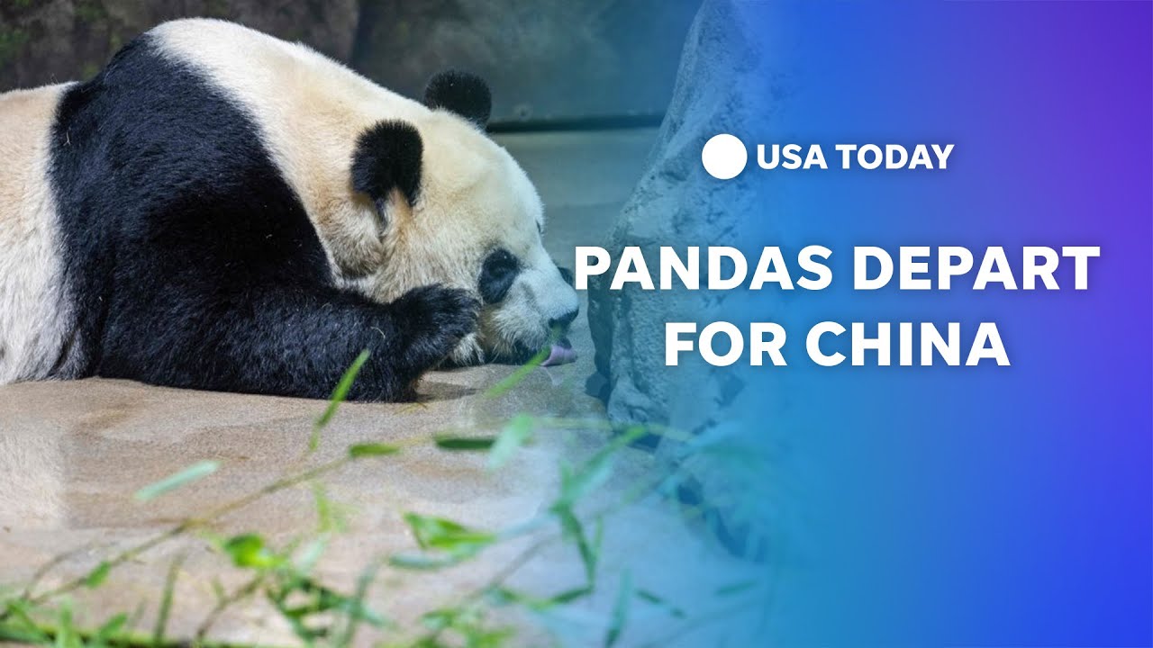 Watch: Pandas depart U.S. from Dulles on FedEx Panda Express - YouTube