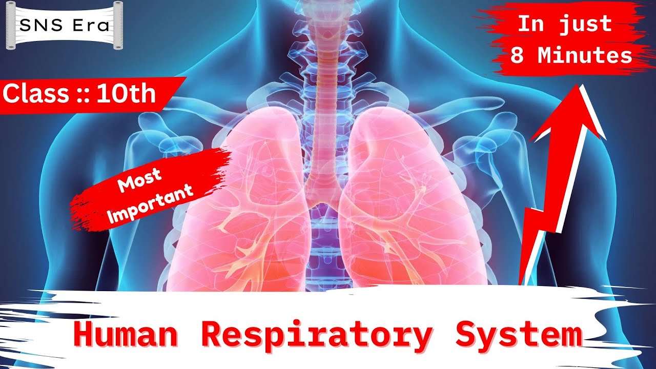 Human Respiratory system || Best Explanation || CBSE Most Important ...