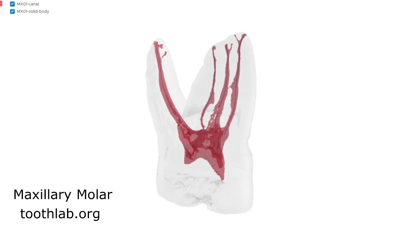 Maxillary Molar 3D model - YouTube