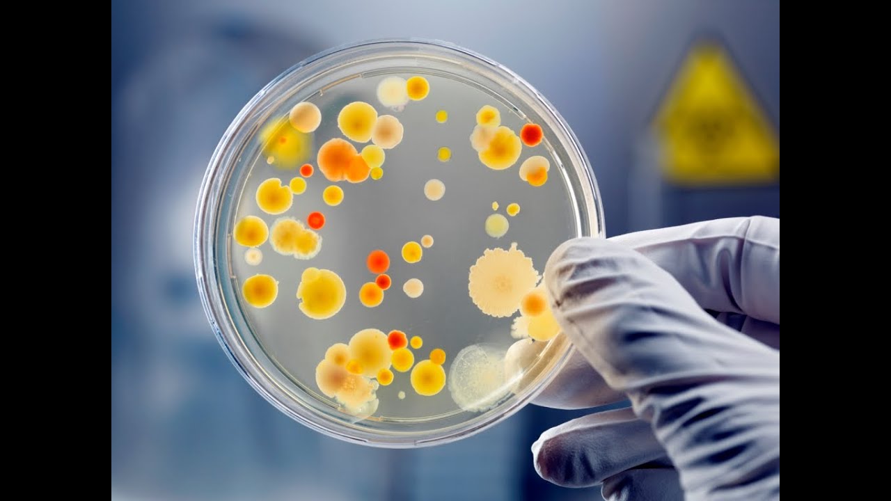 Gundpak–A Khoa Based Traditional Milk Product of Nepal - YouTube