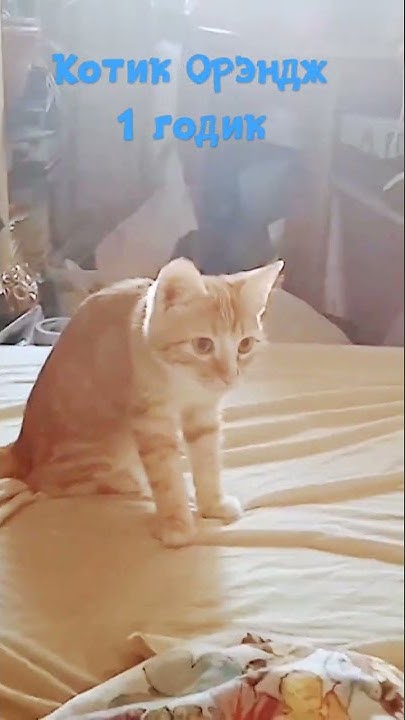 Миленький Котик Youtube