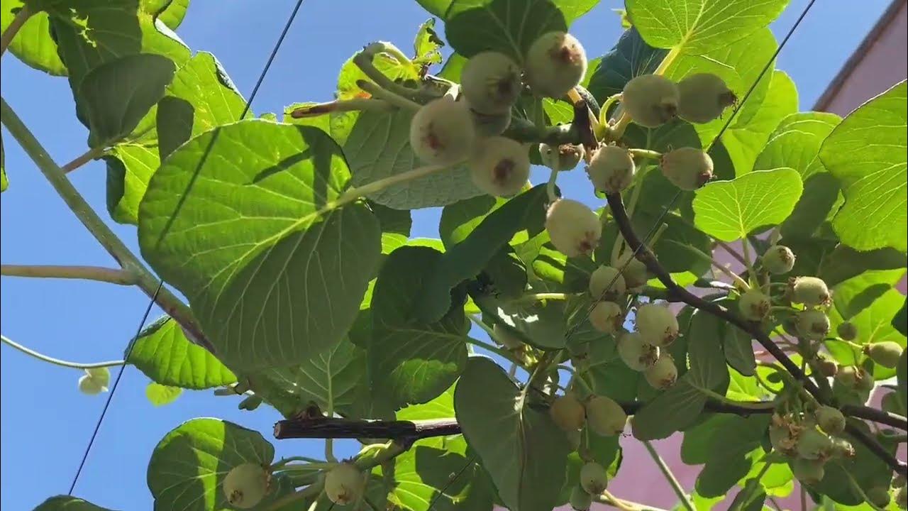 КИВИ ЯНГИ ХОСИЛИ..КИВИ КАНДАЙ ЭКИЛАДИ....+998911559080 - YouTube