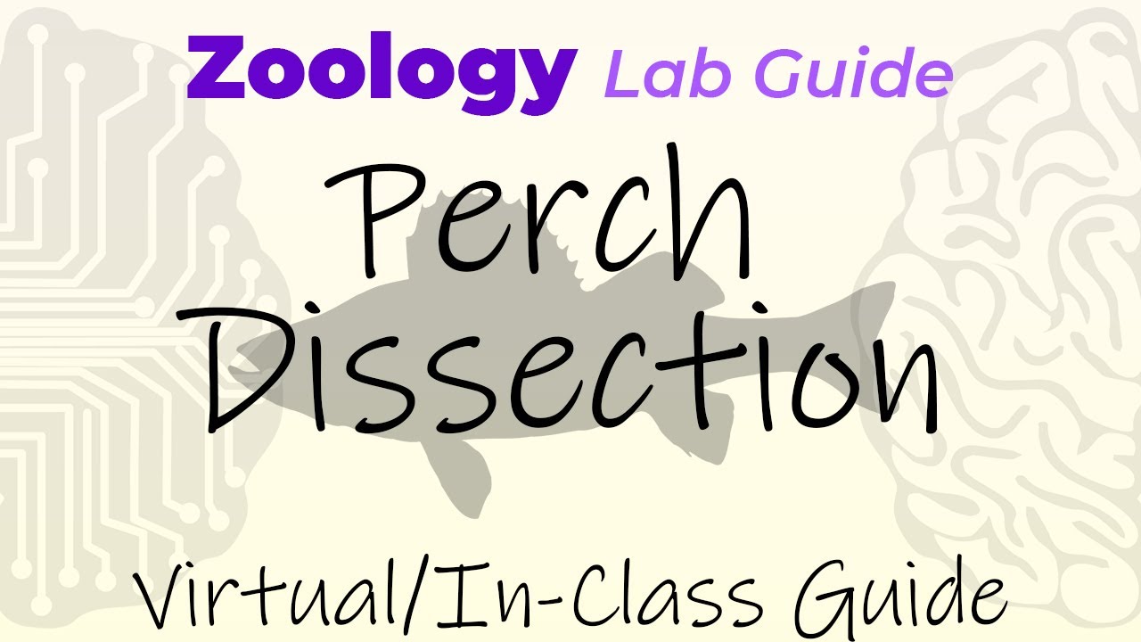 Perch Dissection - Virtual/In-Class Guide - Zoology - YouTube