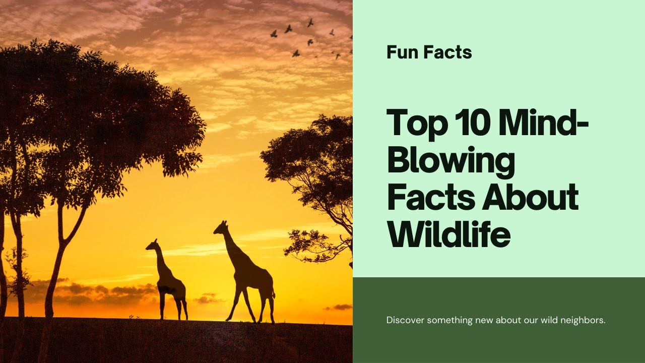Top 10 Mind Blowing Facts About Wildlife YouTube top-10-mind-blowing-facts-about-wildlife-youtube