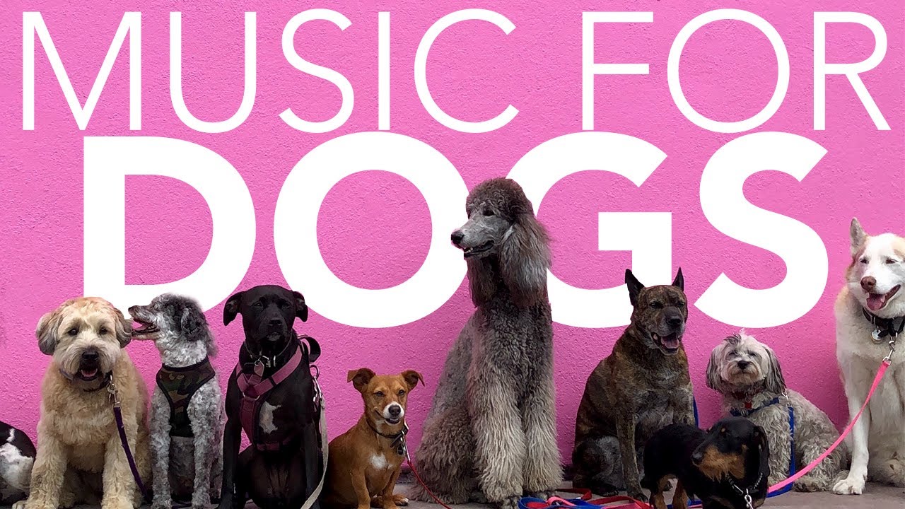DOG MUSIC! 🐶 Relax My Dog with Beautiful Calming Music! - YouTube