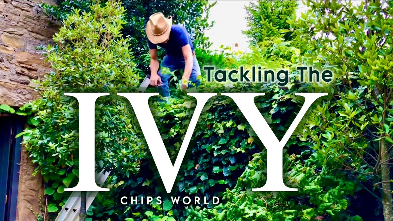 Trimming the Ivy #englishivy #pruningivy - YouTube