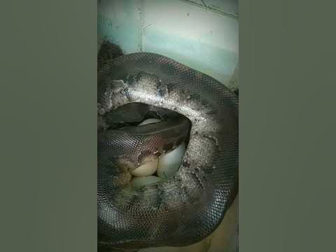 Telur ular python curtus menetas hanya hitungan hari - YouTube