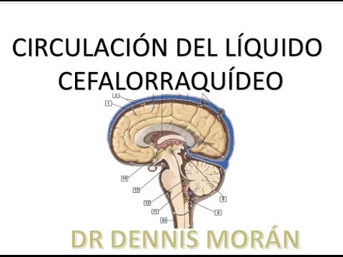 Circulación del LCR - YouTube