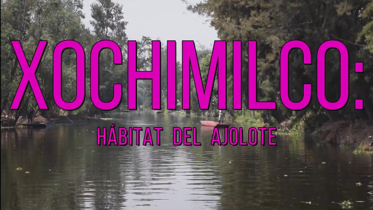 Documental: Xochimilco: Hábitat del ajolote. - YouTube