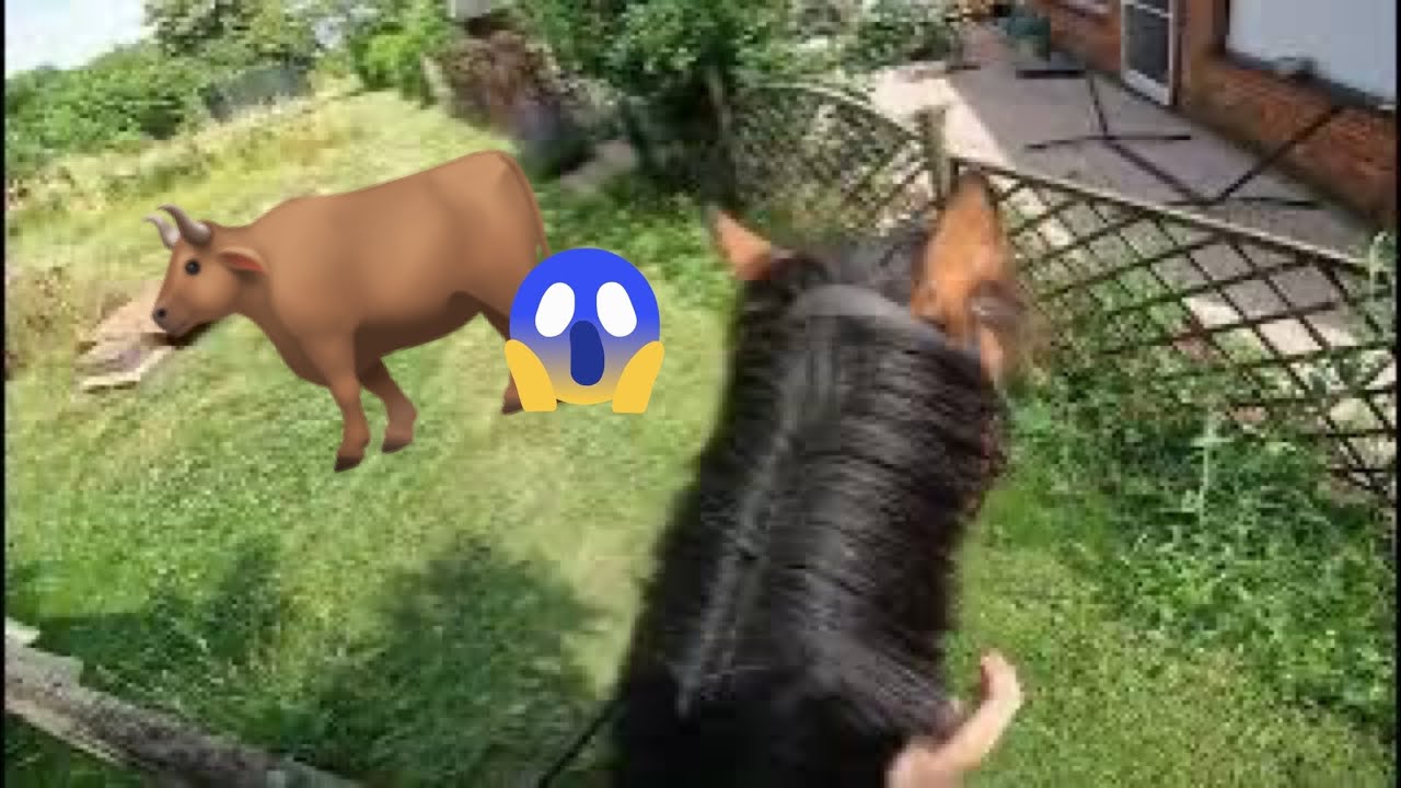ENCOUNTER WITH SOME REALLY SCARY COWS🐮👀| helmet cam - YouTube