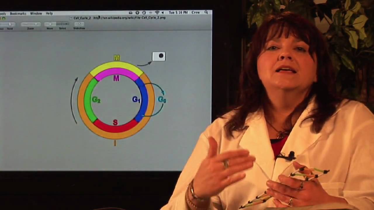 DNA Structure & Testing : When Does DNA Replication Occur? - YouTube