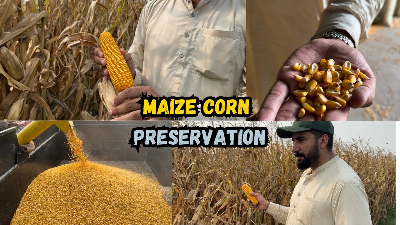 Maize/Corn Preservation Methods | Grain Storage Methods | Urban Farmers ...