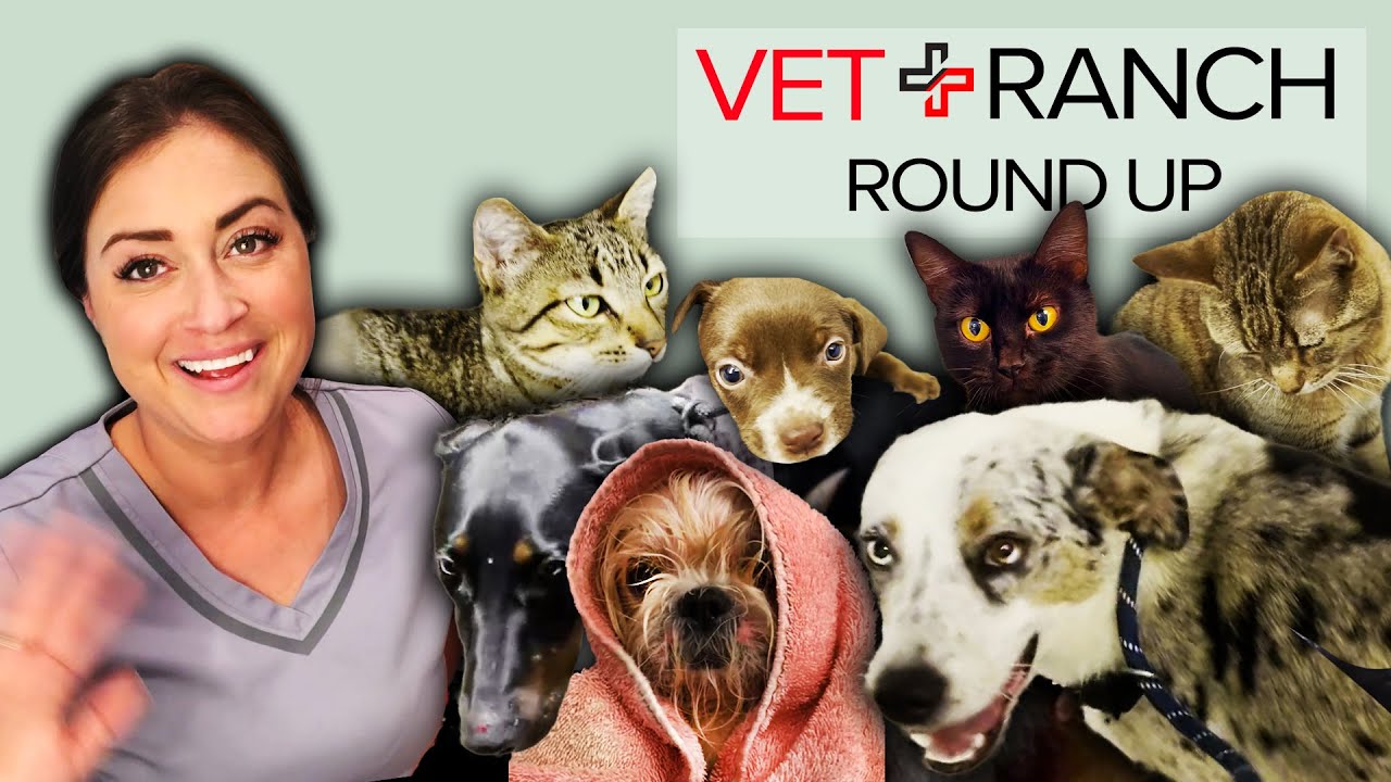 COVID Strikes Vet Ranch! - YouTube