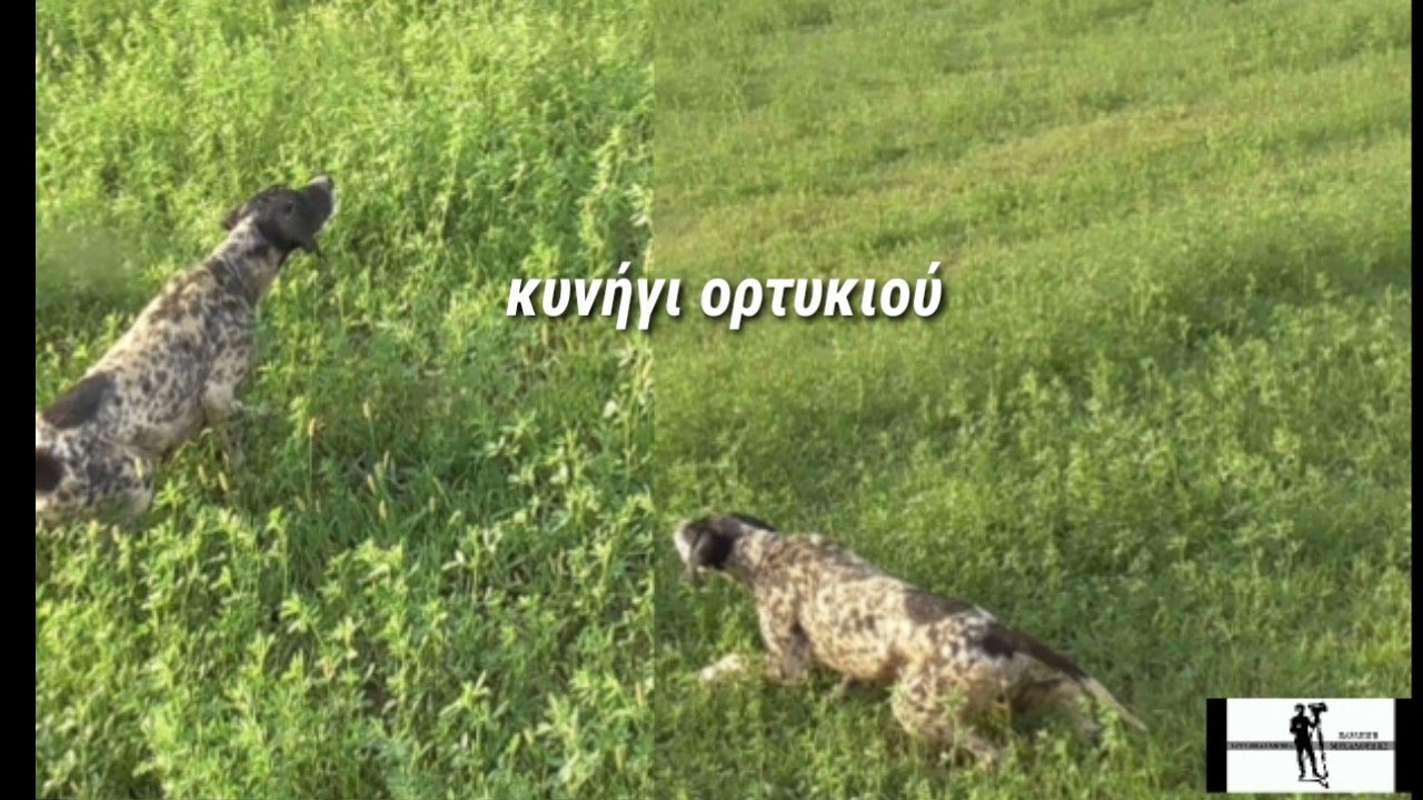 κυνήγι ορτυκιού - YouTube