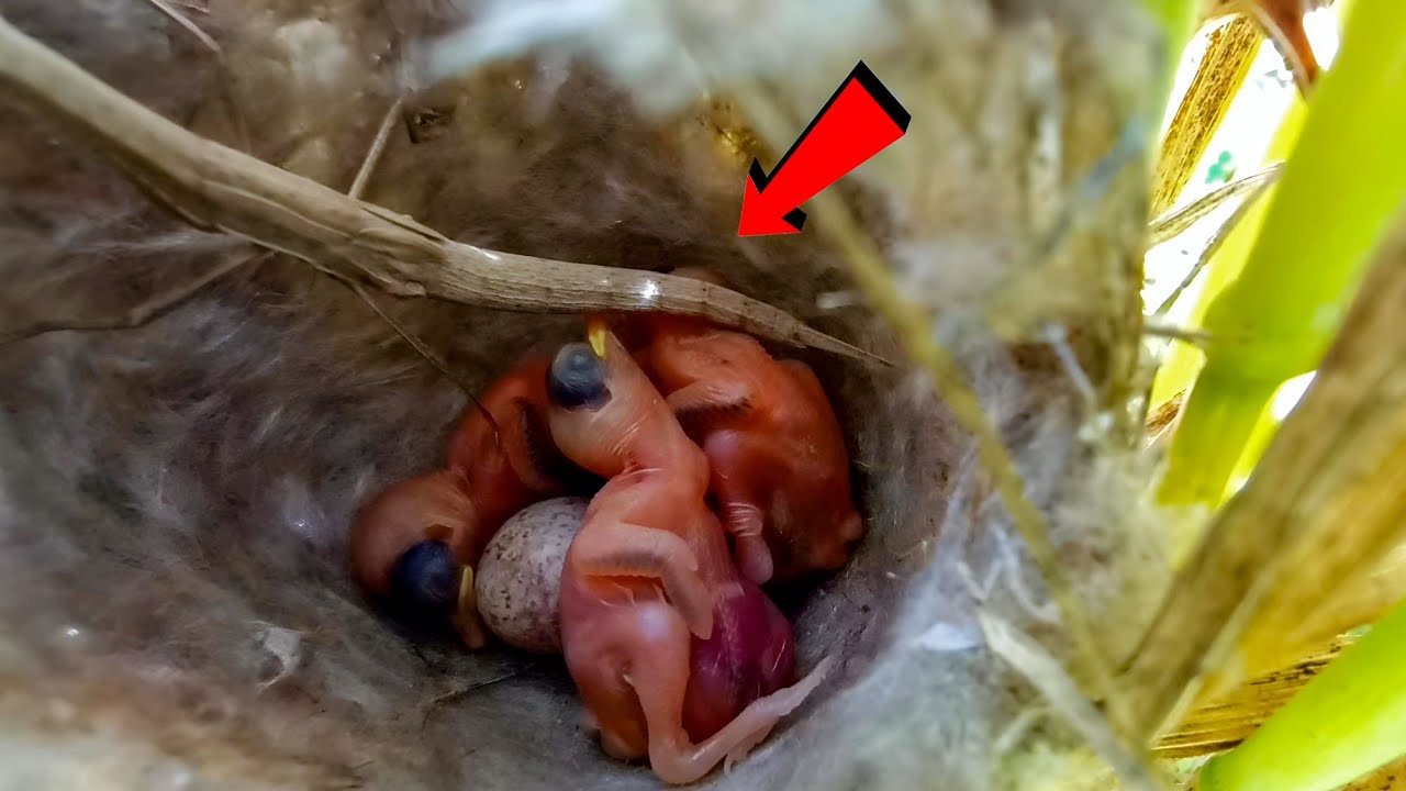 Insect attack on babies @birdswithme107 - YouTube