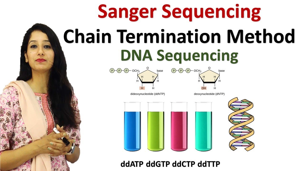 Sanger Sequencing I Chain Termination Method I Dna Sequencing I