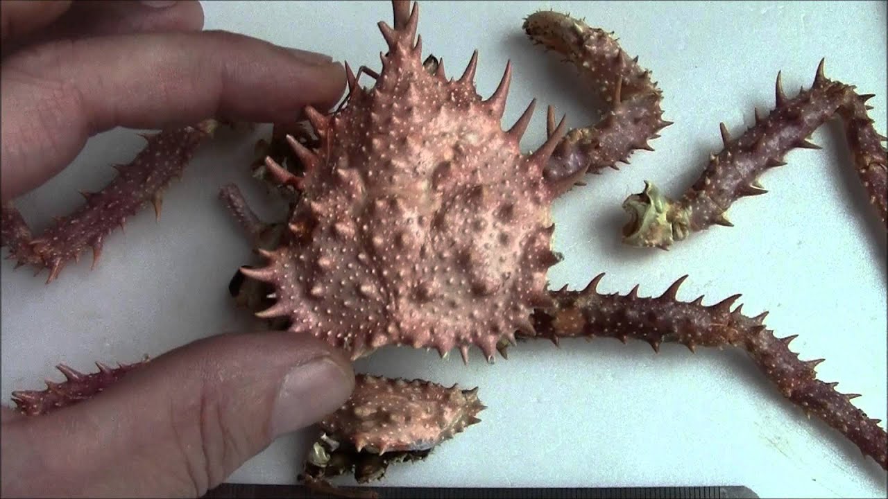 Deep Sea King Crab Lithodes maja - YouTube