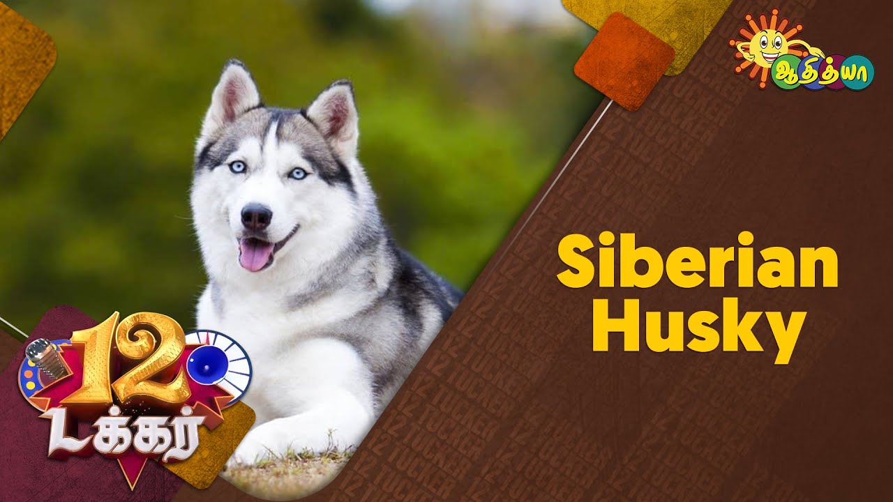 ஹீரோவாக மாறிய Husky நாய்கள் 🔥 | 12 Tucker | Adithya TV - YouTube