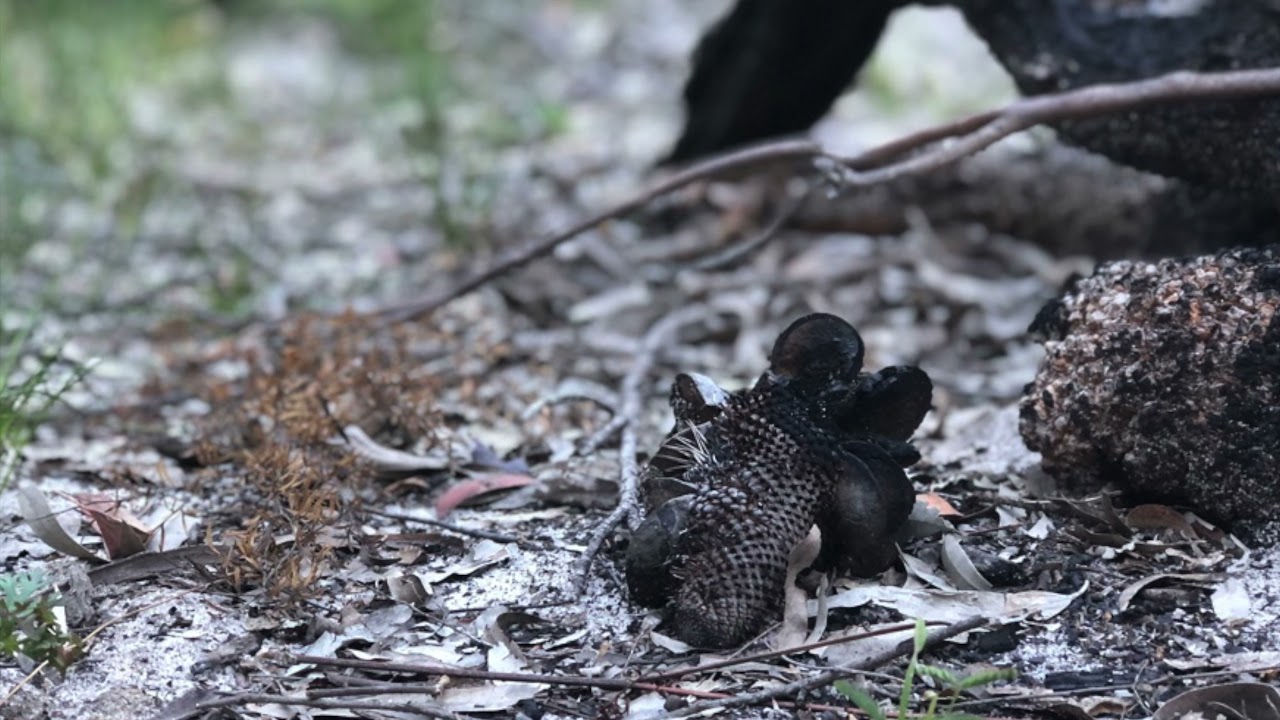 Plant Adaptations to Fire in Australia - YouTube