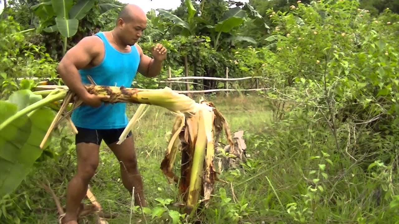 MUAY THAI PRIMITIVE TRAINING USING BANANA TREE - YouTube