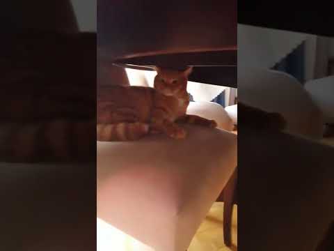 kissy missy kediyi dövdü