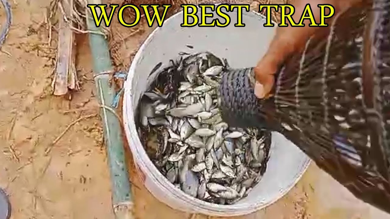 WOW amazing fishing Trap Unique Bamboo - YouTube