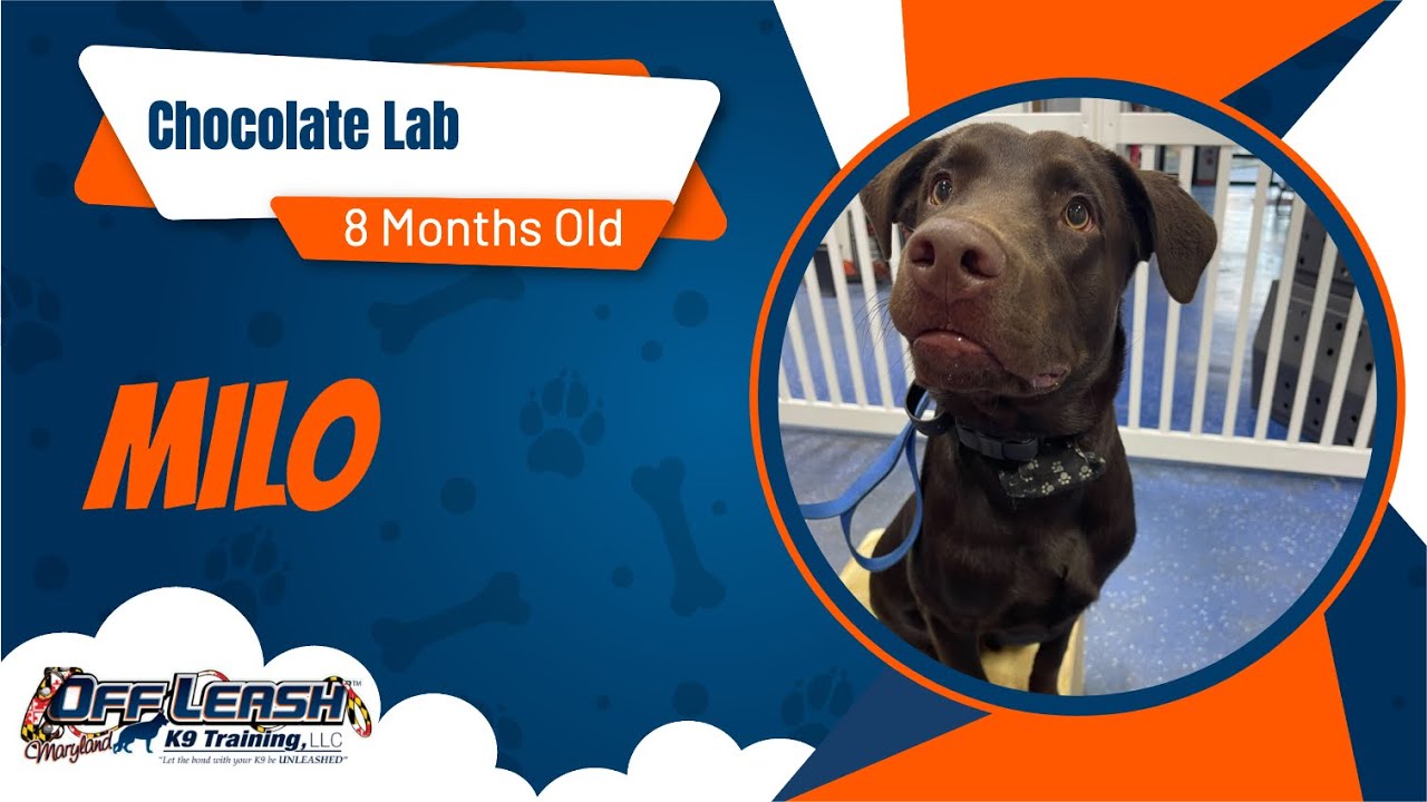 Chocolate Lab Puppy~ Milo~Off Leash K9 Training Maryland~ 2 Week Board & Train Program - YouTube