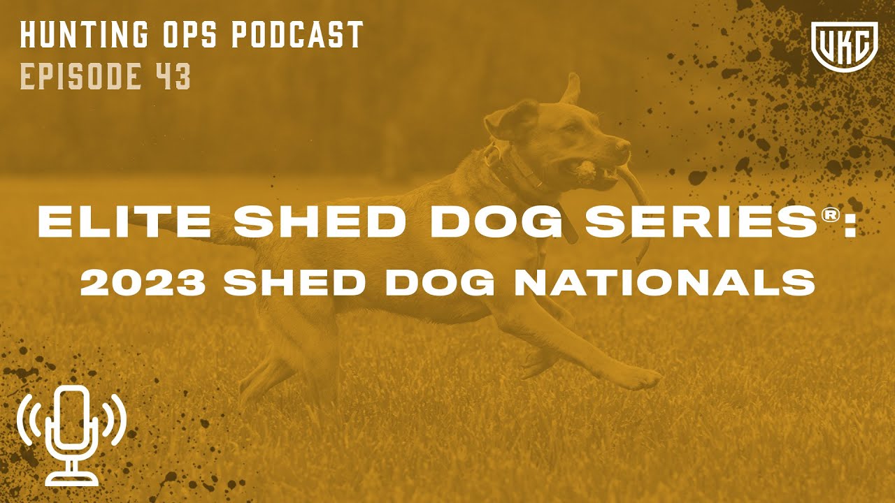 UKC Hunting Ops Podcast Ep 43 Shed Dogs Previewing 2023 Shed Dog ukc-hunting-ops-podcast-ep-43-shed-dogs-previewing-2023-shed-dog