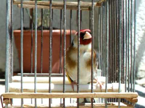 Grdelin Stieglitz Goldfinch - YouTube