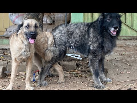 How to Perform Safe Dog Mating for Dogs #dog #petsrule #animal #animals #pet