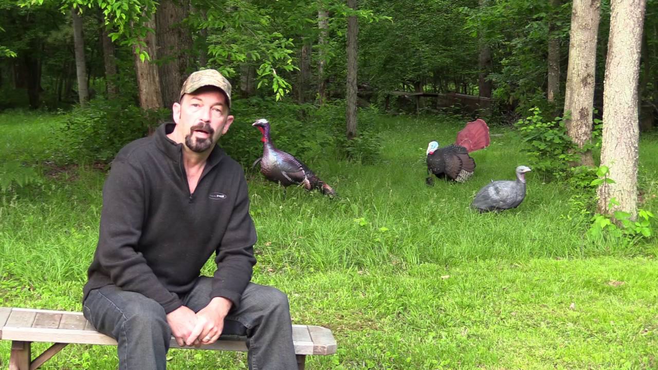 Can a Hen Turkey Gobble ? - YouTube