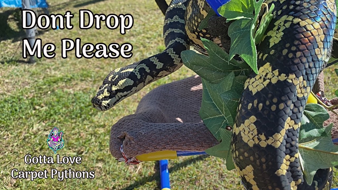 Some Snakes Do Not LIke Being Handled - YouTube