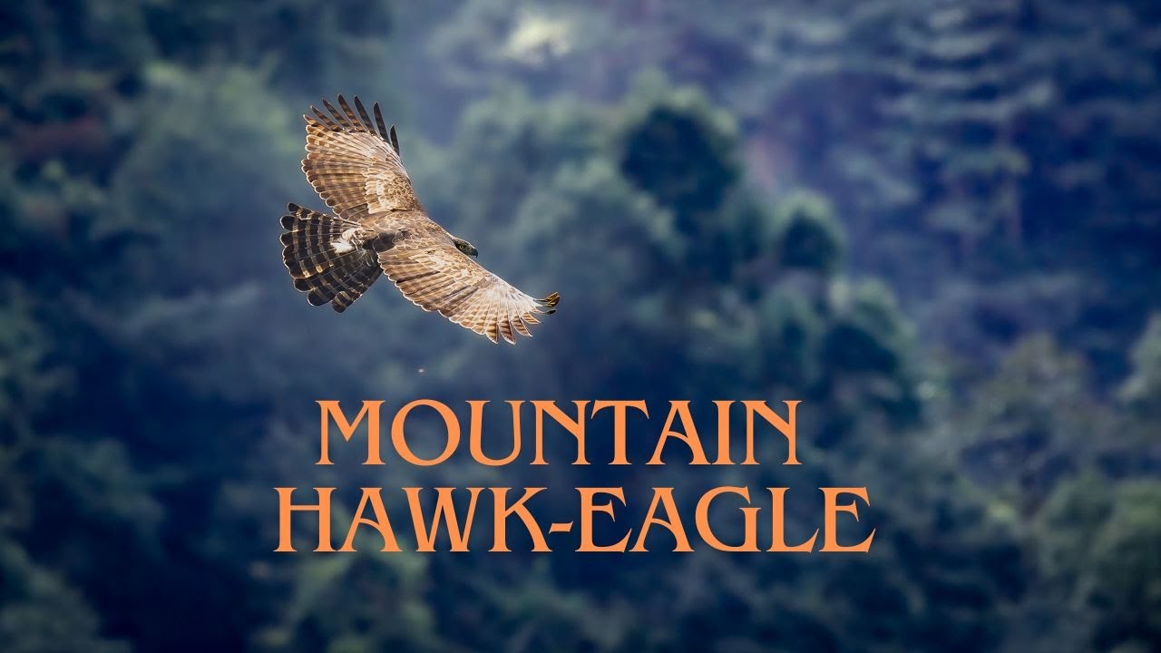 Mountain hawk eagle flying in slow-motion - YouTube