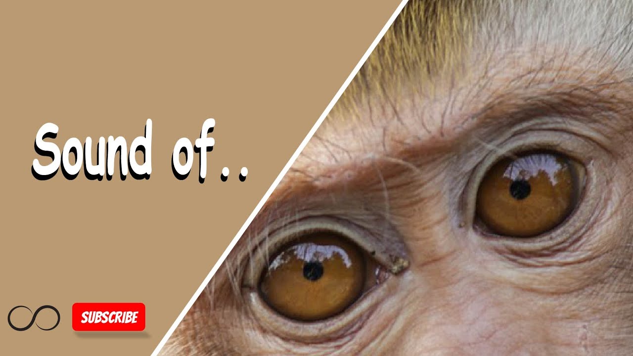 Animal Sounds for Children | @animalplanet | Sound of MONKEY - YouTube