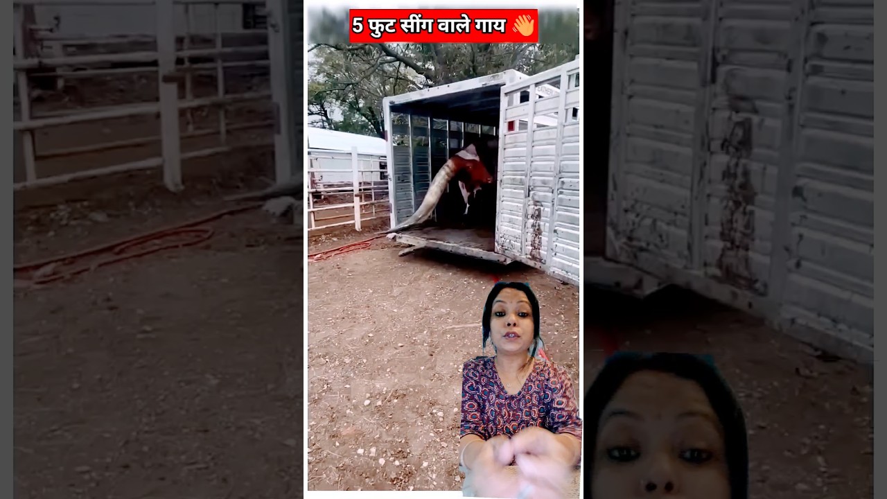 💡"you've heard of exotic pets-but a cow?🐄meet the beautiful cow who ...