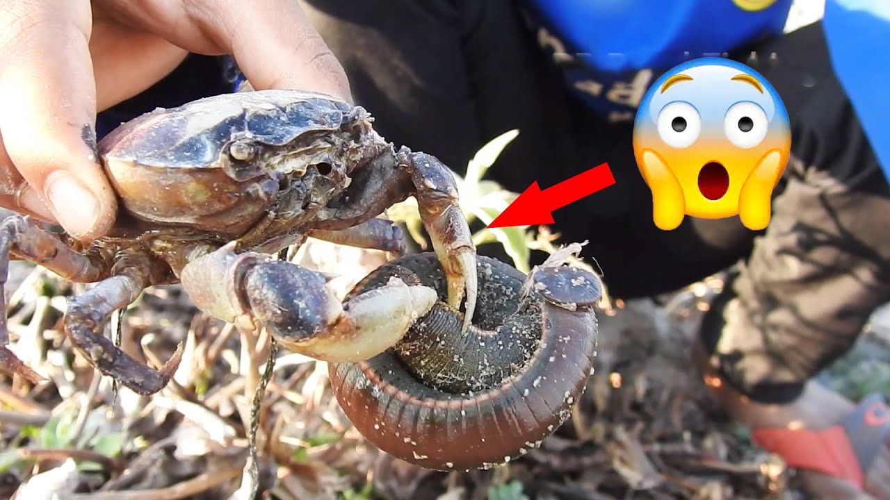 OMG!!! crab attacking leech - never seen like this & Do you used to see ...
