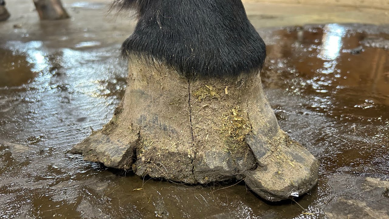 DEFORMED HOOF Treatment and Horseshoe - YouTube