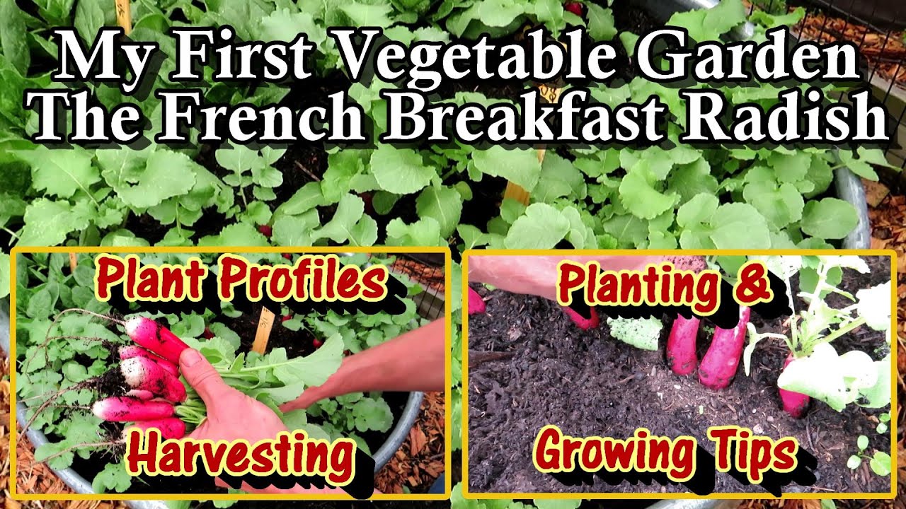 The 'French Breakfast' Radish Profile - Planting, Growing, & Harvesting ...