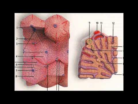A&P - Liver Microanatomy Model - YouTube