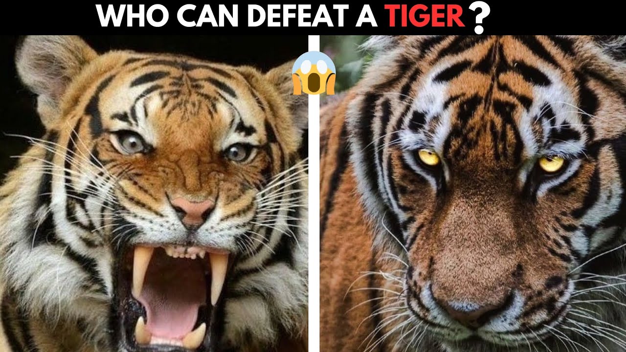 6 Animals That Could Defeat A Tiger - YouTube