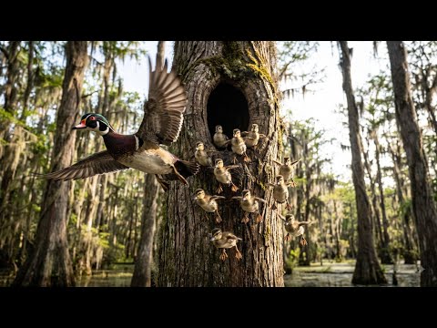 70 Days: Can the Wood Duck Survive?
