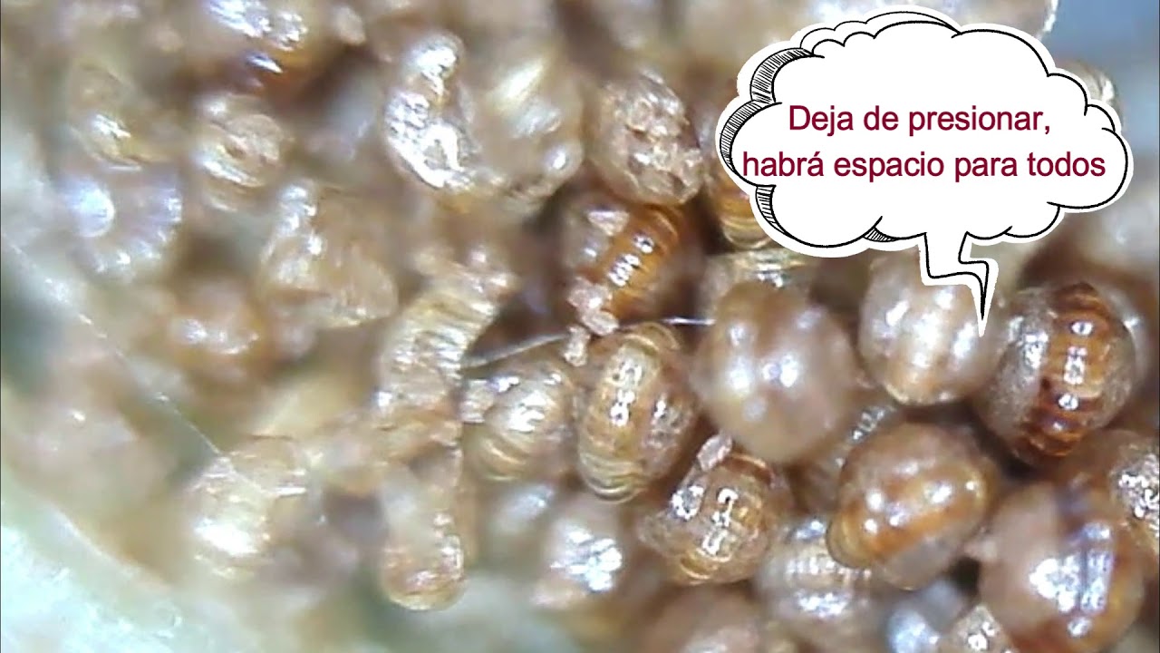 La danza de los esporangios - YouTube