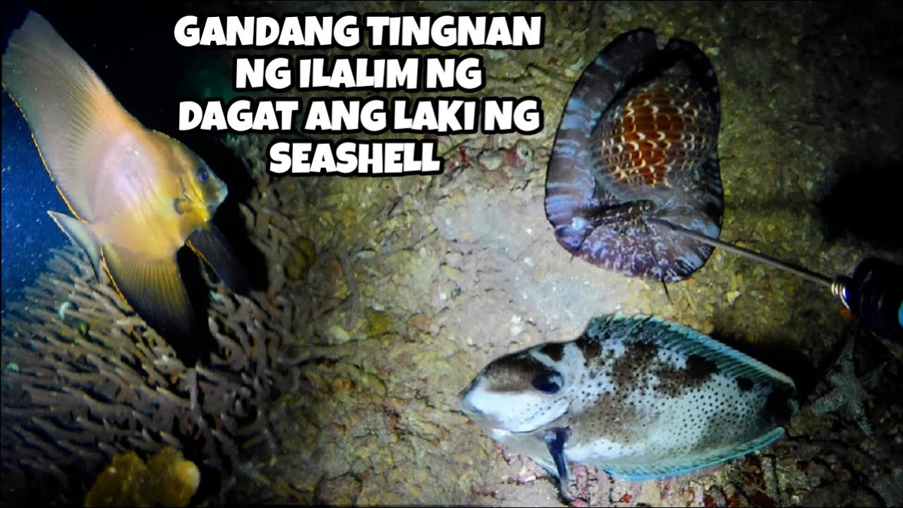 EP 220: GANDANG TINGNAN NG ILALIM NG DAGAT ANG LAKI NG SEASHELL Night ...