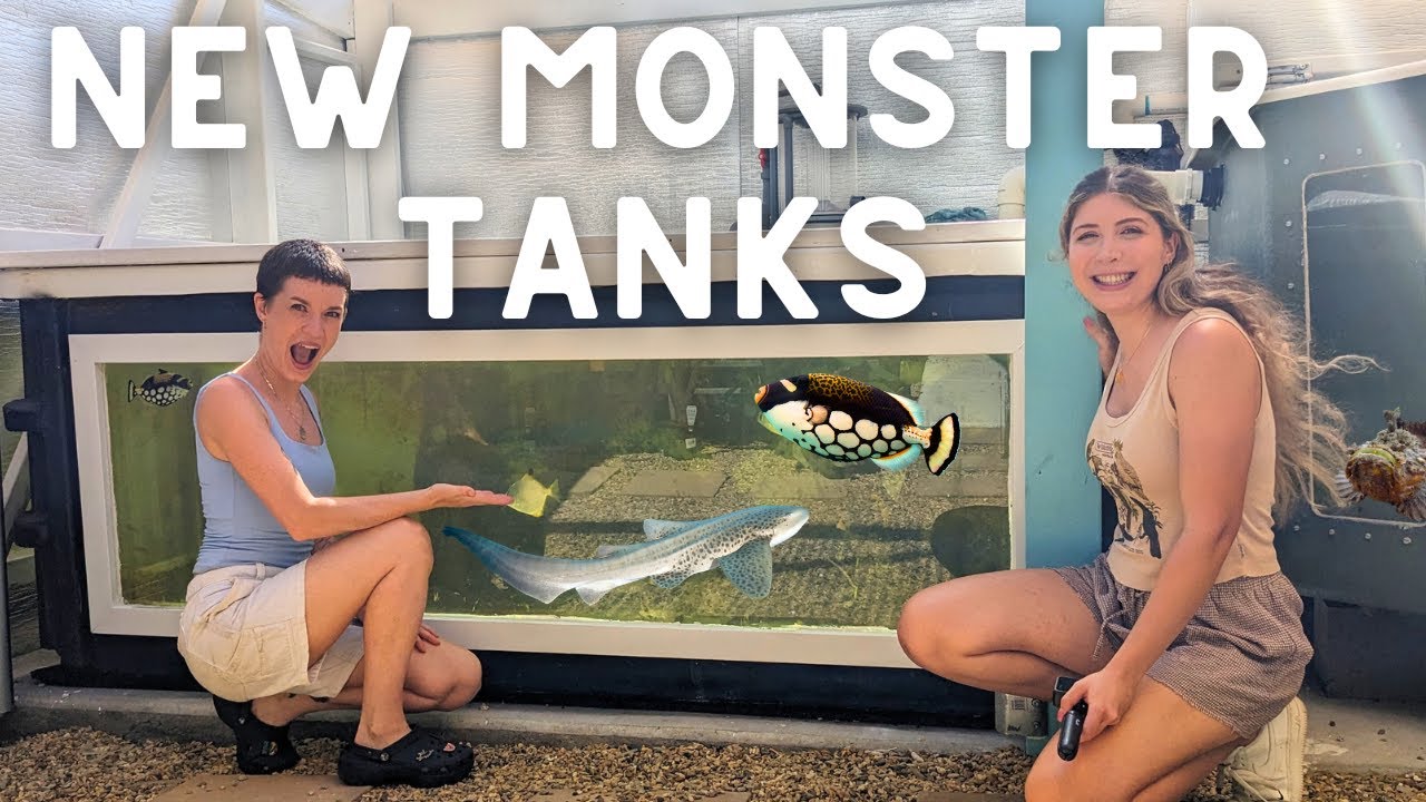 NEW MONSTER FISH Tanks at Atlas Aquarium!! (FULL TOUR) - YouTube