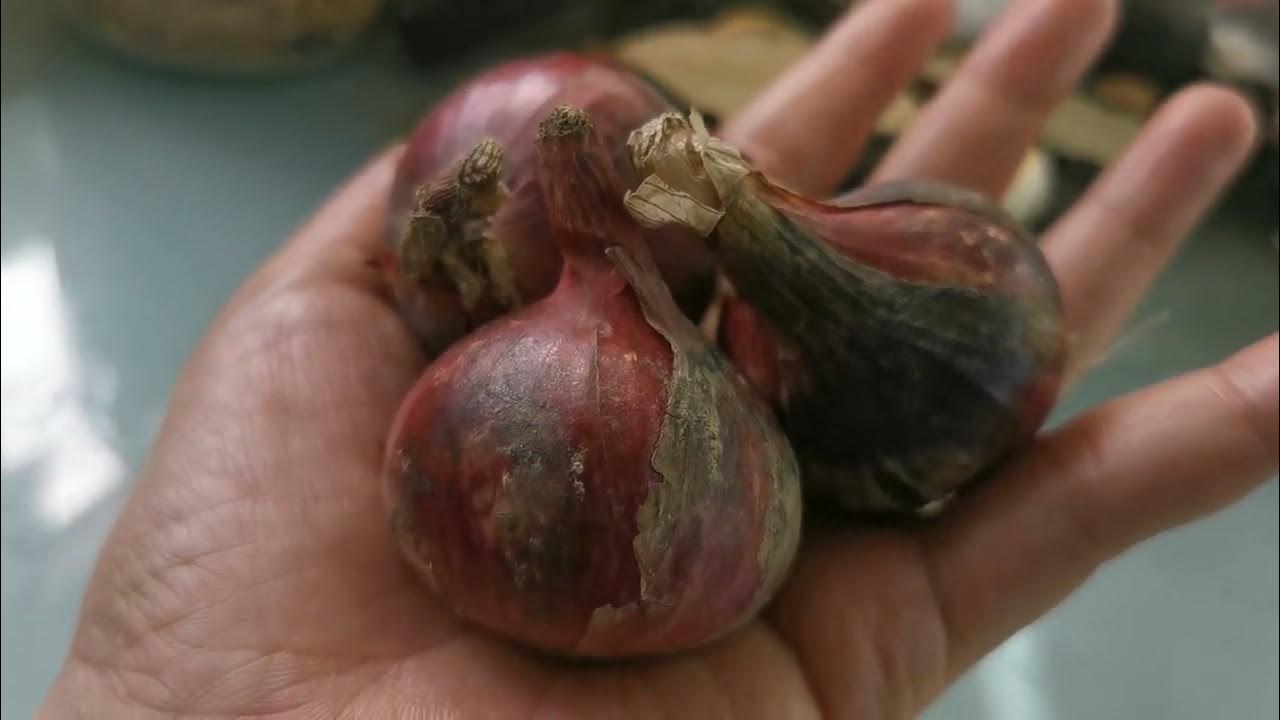 SISIMUTIN NITO ANG LAHAT NG KAMALASAN SA BAHAY MO MAGHIWA KANA-APPLE PAGUIO7 - YouTube