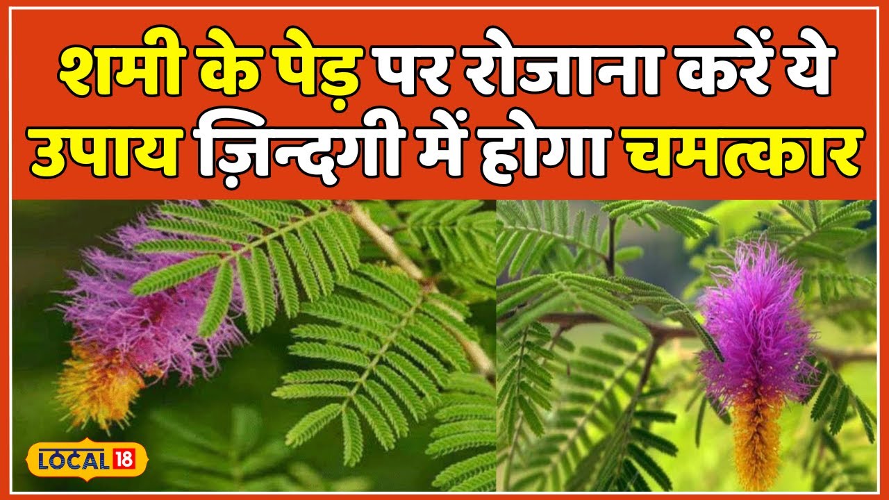Shami Ke Upay: शमी के पौधे में इस दिन जल अर्पित करने से होगा धनलाभ ...