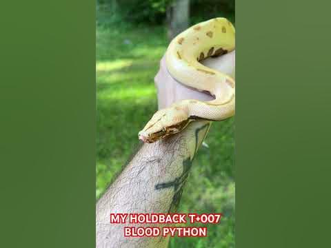 🔥 Holdback T+007 blood python🔥 - YouTube
