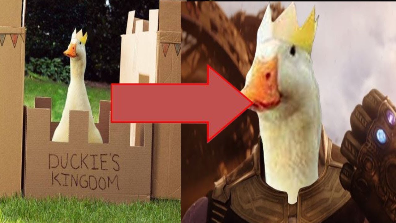 Photo Revamped Duck King - YouTube