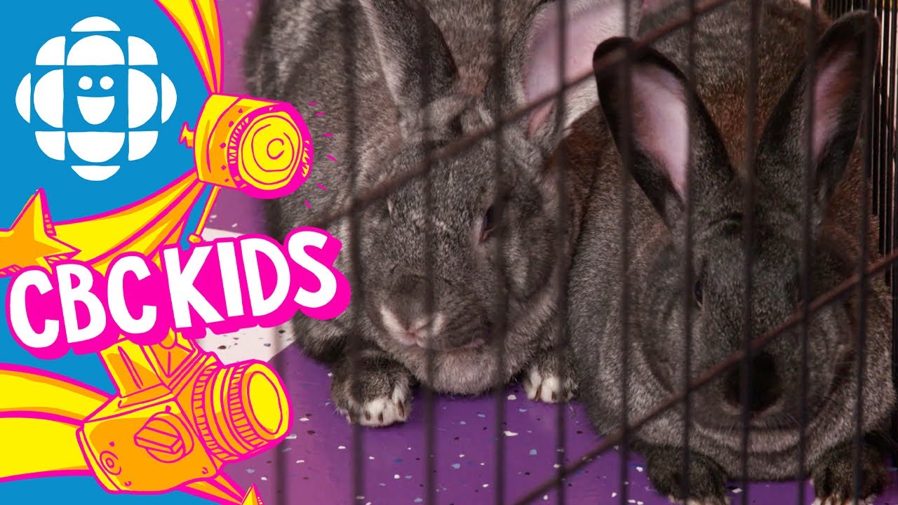 Do Bunnies Make Good Pets? The Toronto Humane Society Explains | CBC ...