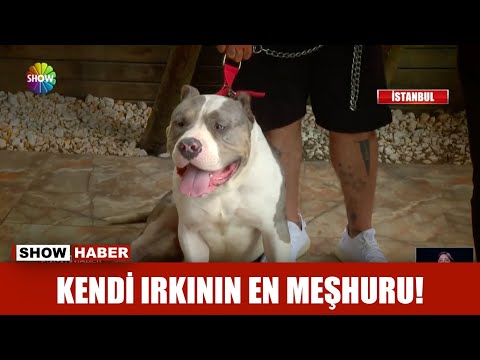 Kendi ırkının en meşhuru!